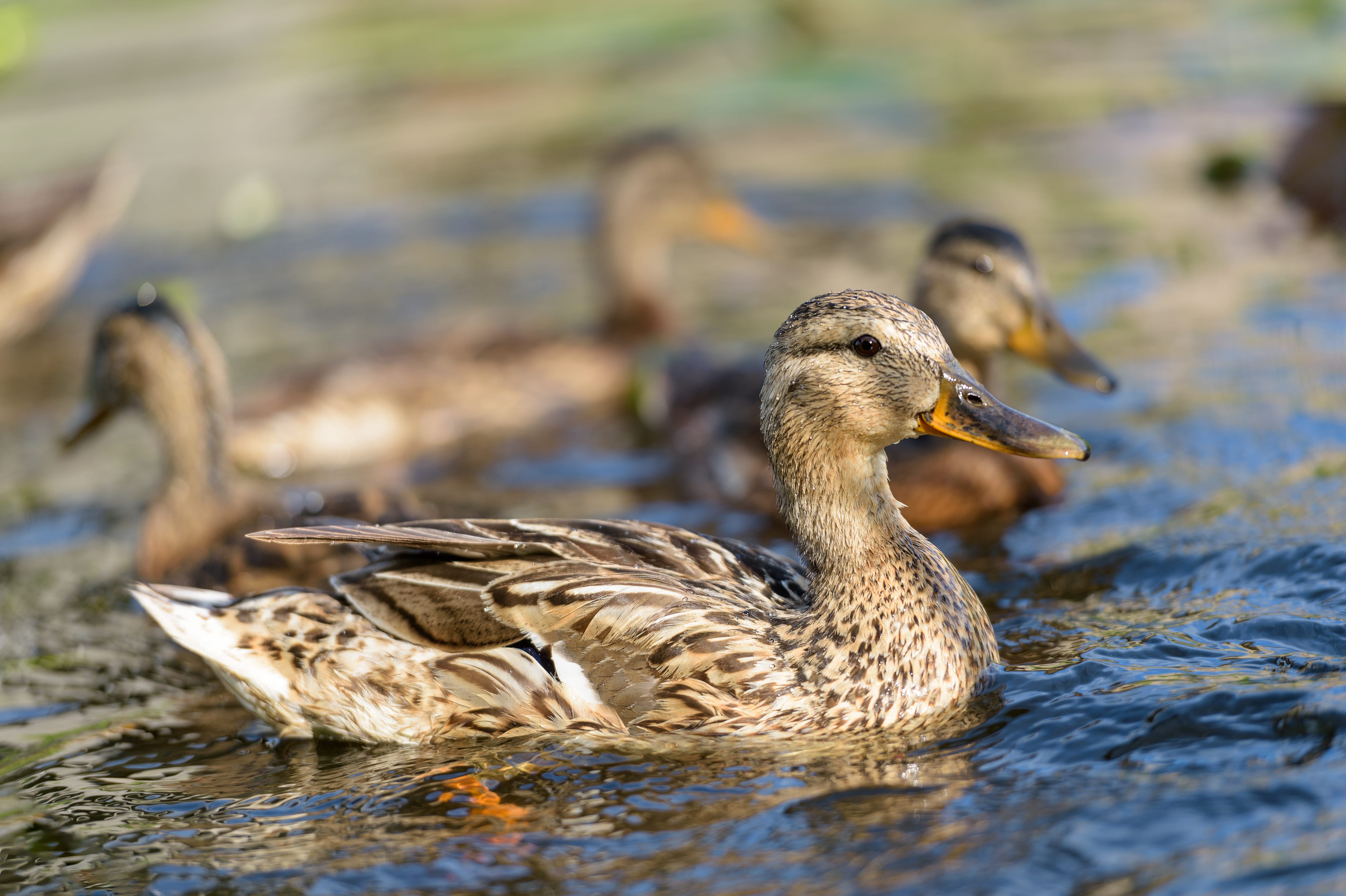 Готові корми